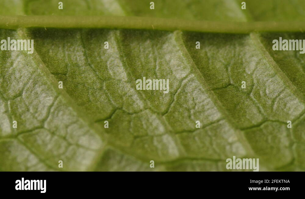 Plant leaf cell structure Stock Videos & Footage - HD and 4K Video ...