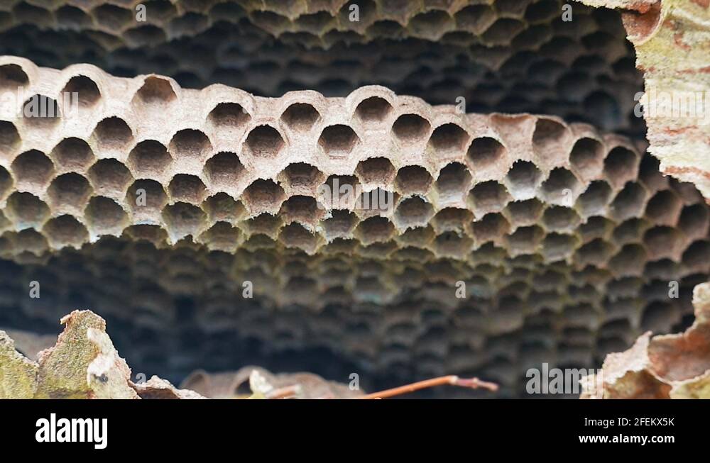 Inside Wasp Nest Stock Videos And Footage Hd And 4k Video Clips Alamy