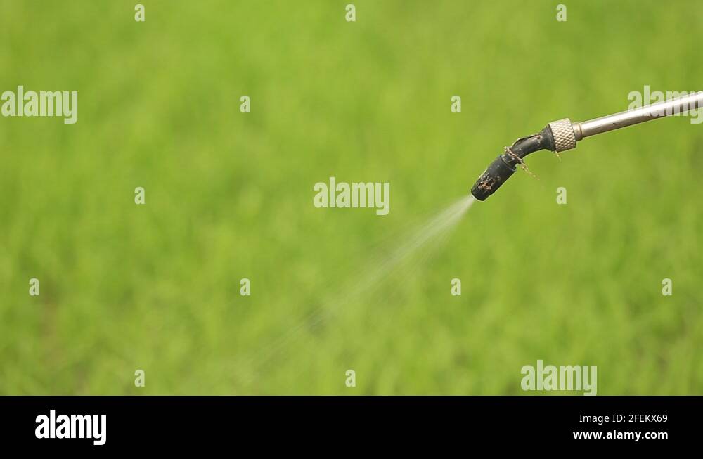 Farmer Spraying Liquid Fertilizer On The Rice Field Stock Video Footage ...