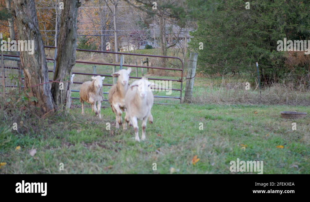 Sheep run slow motion in pasture field Stock Video Footage - Alamy