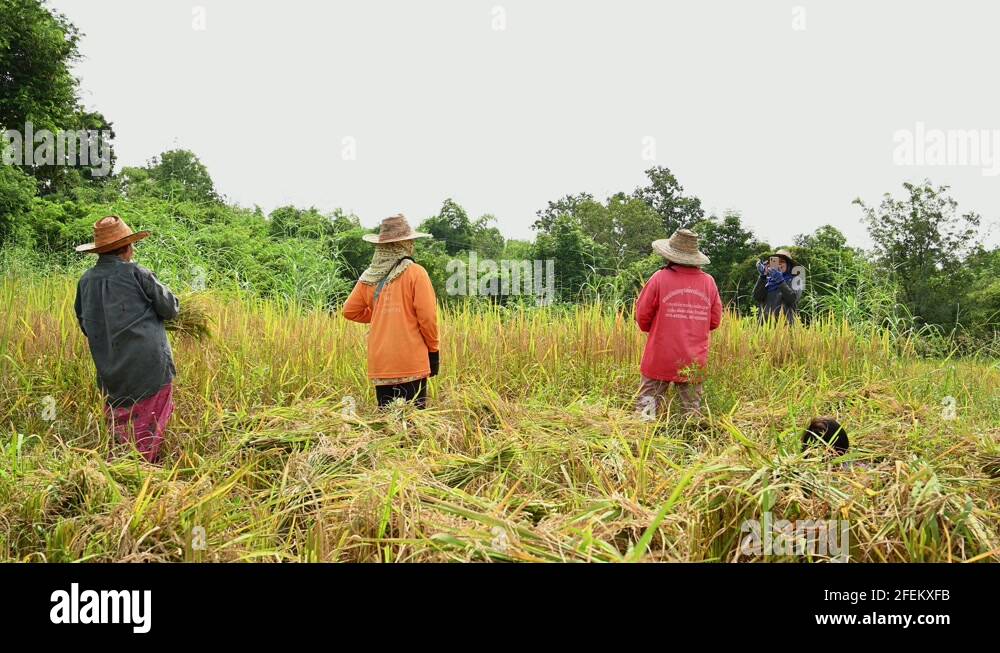 Three farming implements Stock Videos & Footage - HD and 4K Video Clips ...