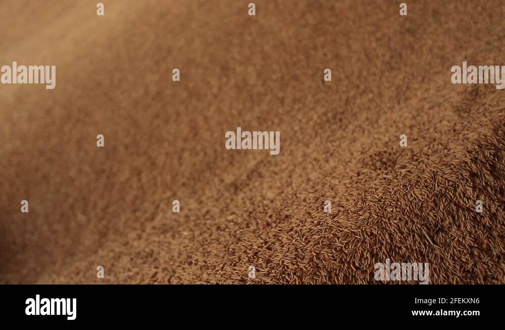 Close Up Footage of Rice Paddy Crops Ready For Milling Process Stock ...