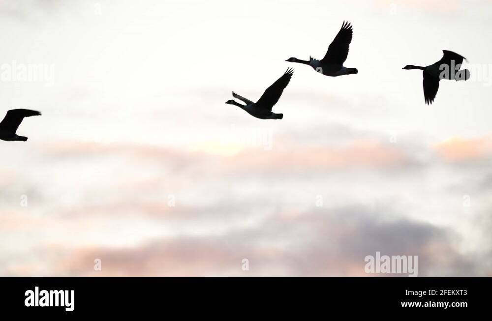 Flight of the wild geese Stock Videos & Footage - HD and 4K Video Clips ...