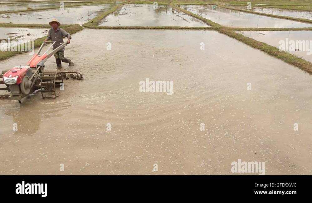Farmer Using The Plowing Machine On Rice Field to Prepare Land Before ...