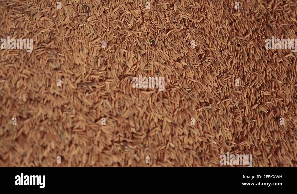 Close Up Footage of Rice Paddy Crops Ready For Milling Process Stock ...