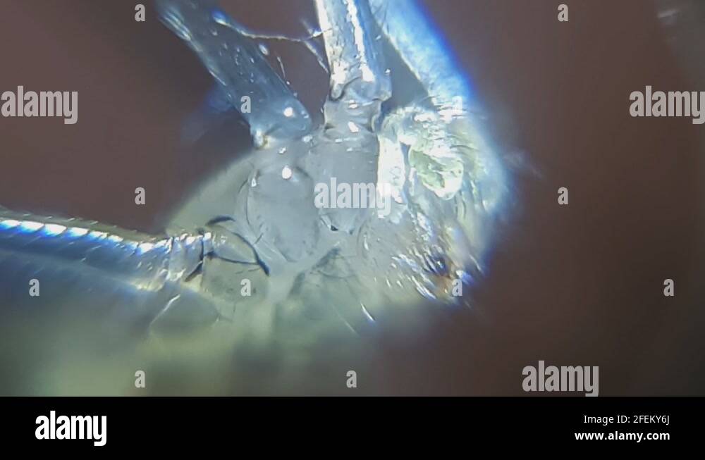 Tagmata Stock Videos & Footage - HD and 4K Video Clips - Alamy