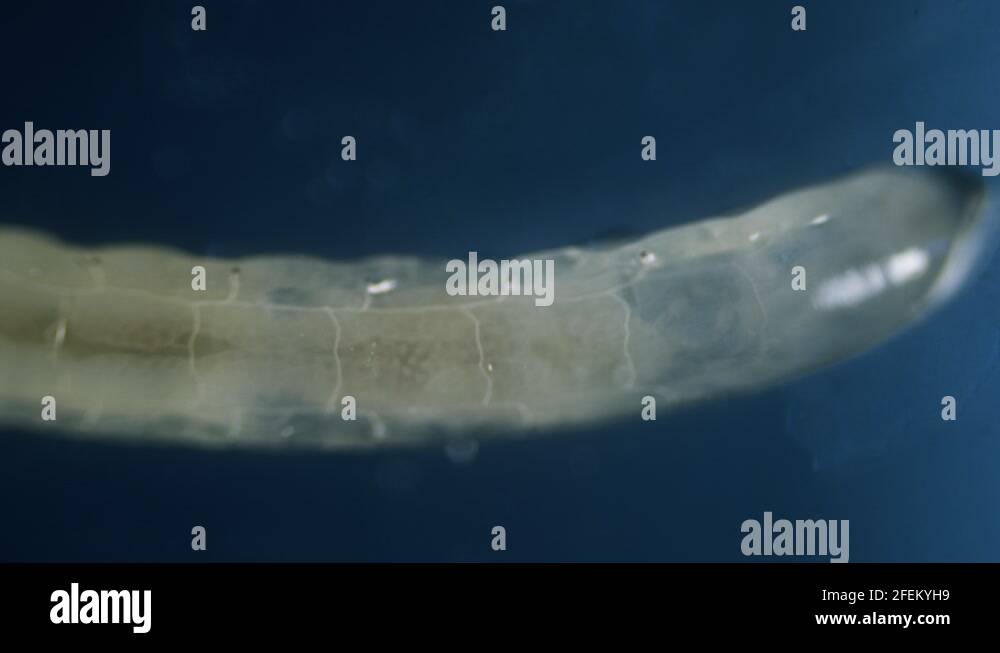 Translucent objects Stock Videos & Footage - HD and 4K Video Clips - Alamy