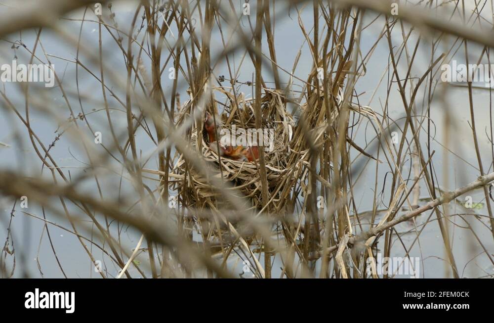 Tiny chicks Stock Videos & Footage - HD and 4K Video Clips - Alamy
