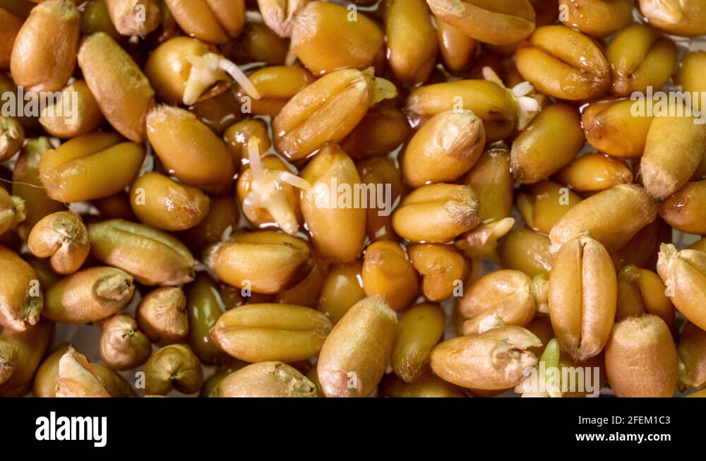 Wheat germination process in time lapse, macro shooting, life start ...