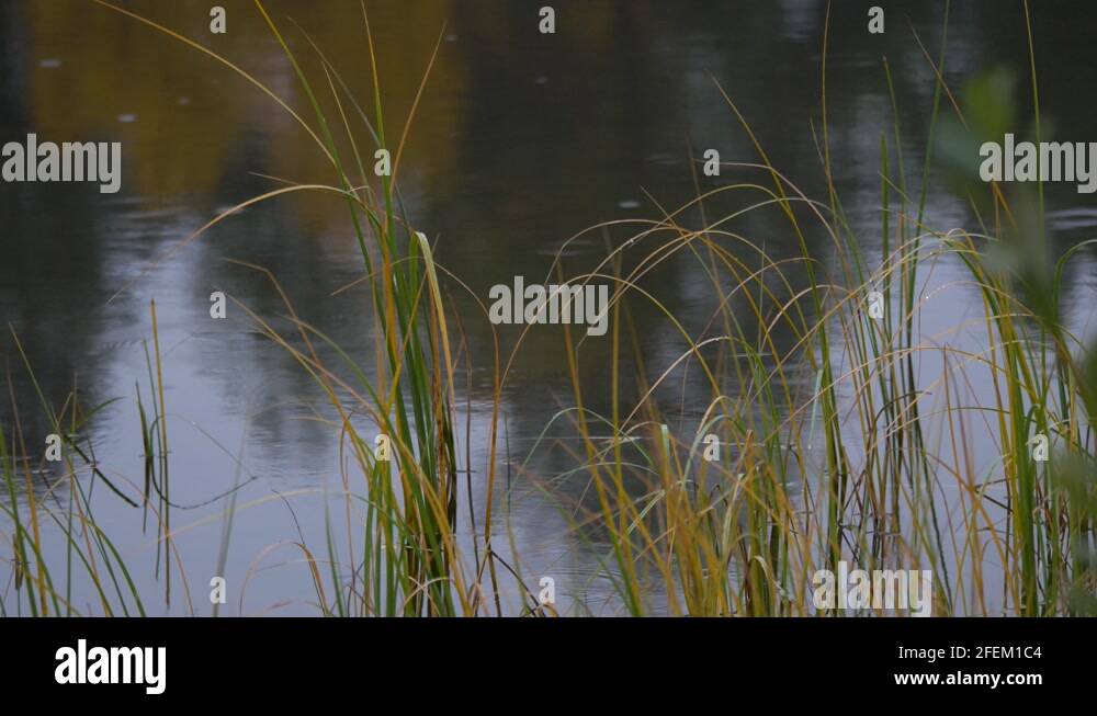 Ripple on water surface grass Stock Videos & Footage - HD and 4K Video ...