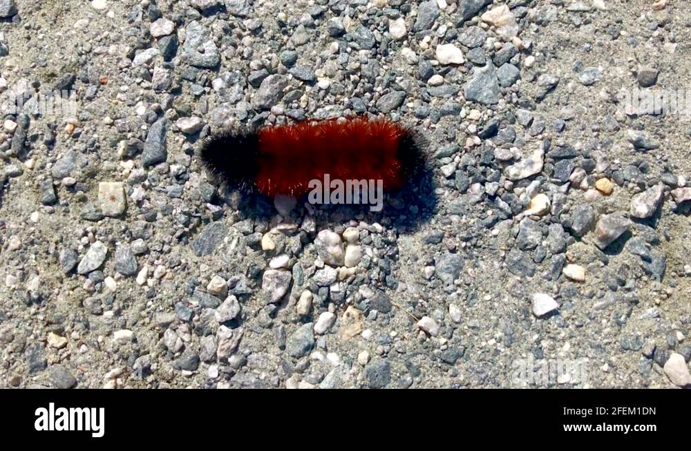 Wooly bear caterpillar Stock Videos & Footage - HD and 4K Video Clips ...