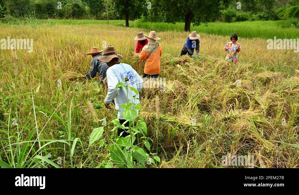 Scythe and sheaf Stock Videos & Footage - HD and 4K Video Clips - Alamy