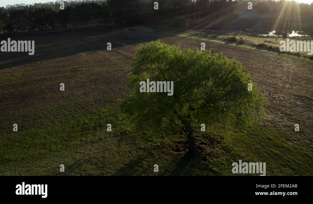 Ceibo tree Stock Videos & Footage - HD and 4K Video Clips - Alamy