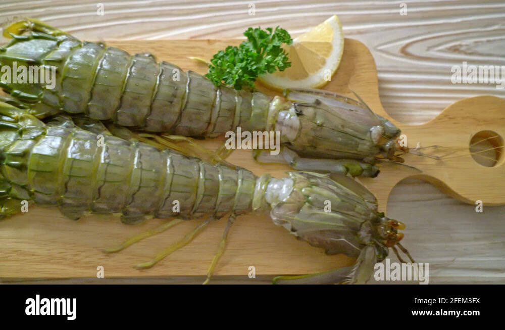 Oratosquilla oratoria Stock Videos & Footage - HD and 4K Video Clips ...