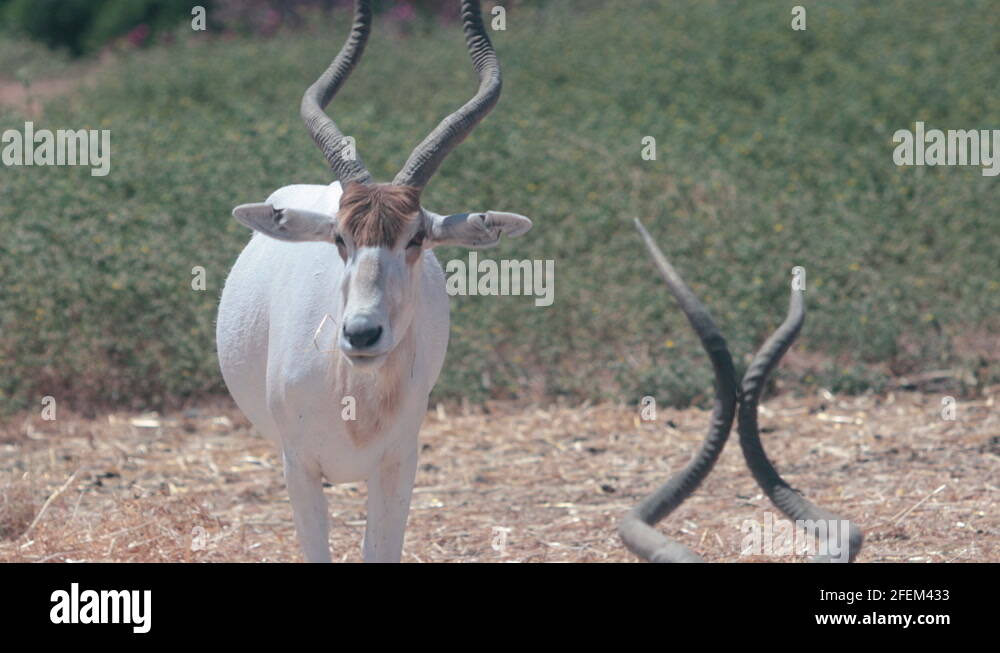 Scratch horns Stock Videos & Footage - HD and 4K Video Clips - Alamy