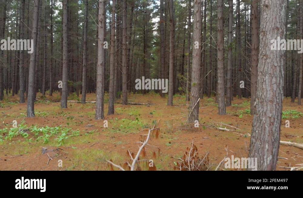 Pine head Stock Videos & Footage - HD and 4K Video Clips - Alamy