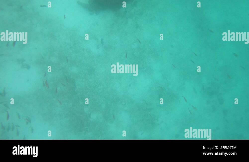 Ocean flora Stock Videos & Footage - HD and 4K Video Clips - Alamy