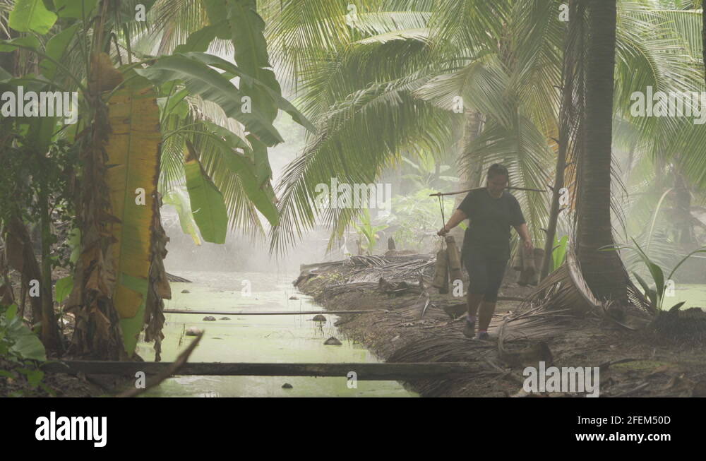 Thai coconut palm forest Stock Videos & Footage - HD and 4K Video Clips ...