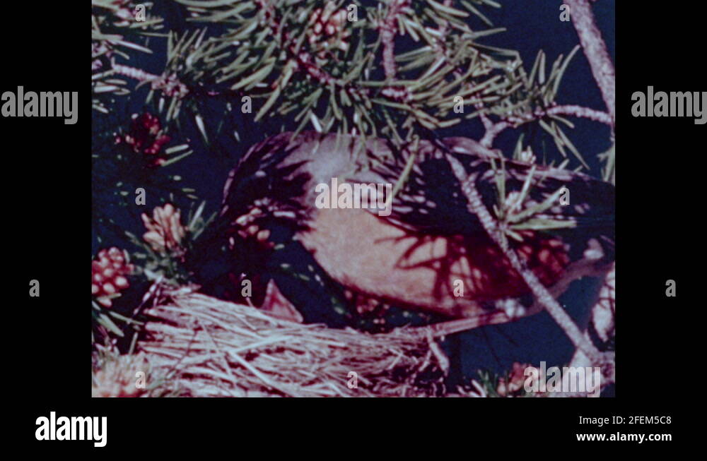 Robin swan Stock Videos & Footage - HD and 4K Video Clips - Alamy