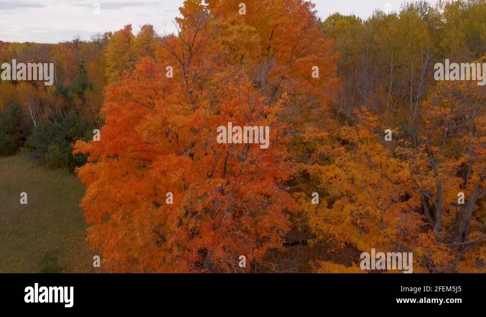 Rising drone aerial view of orange fall tree Stock Videos & Footage ...