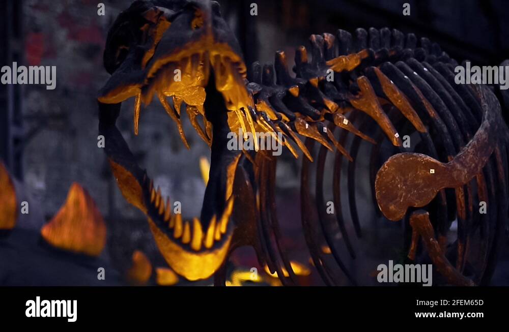 Animal skeleton teeth exhibition Stock Videos & Footage - HD and 4K ...