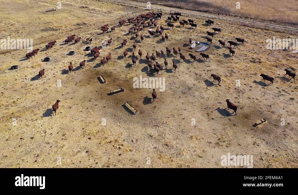 Cattle through gate Stock Videos & Footage - HD and 4K Video Clips - Alamy