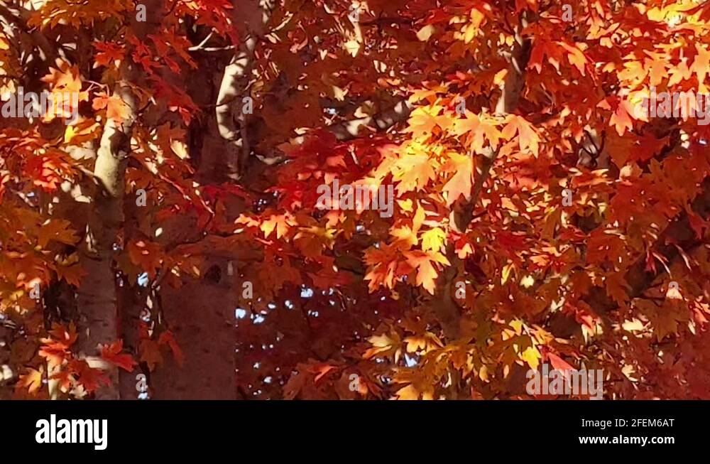 Maple tree changing colors Stock Videos & Footage - HD and 4K Video ...