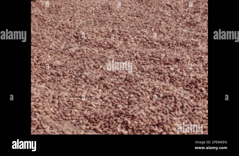 Costa rica cacao plants Stock Videos & Footage - HD and 4K Video Clips ...