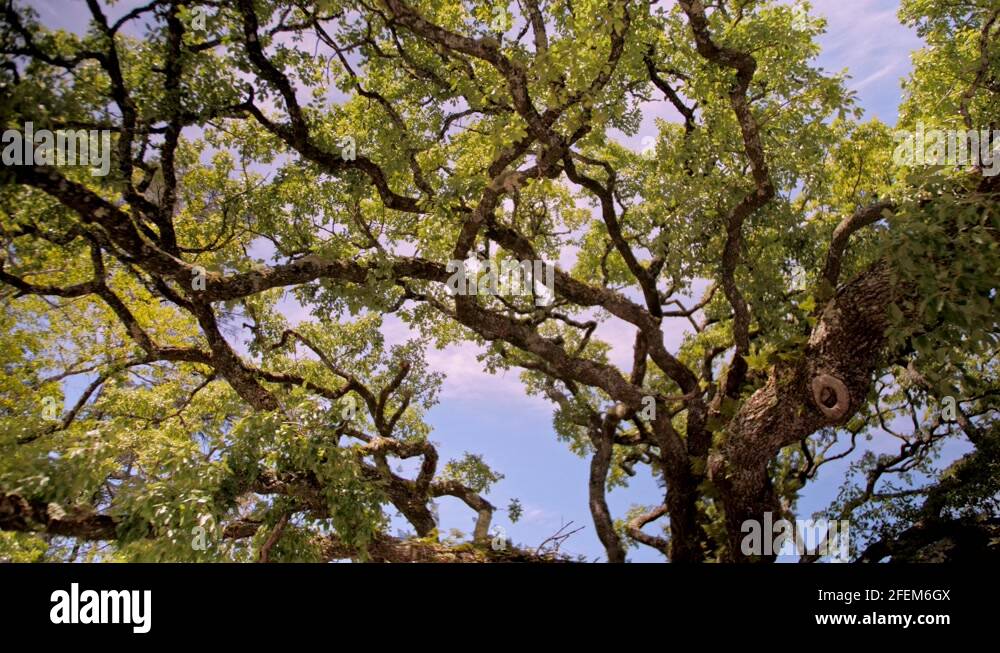 Curved timber tree Stock Videos & Footage - HD and 4K Video Clips - Alamy