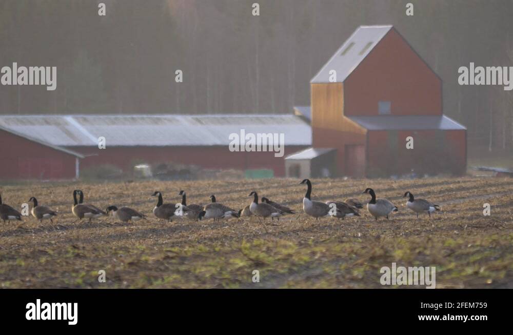 Nordic farm Stock Videos & Footage - HD and 4K Video Clips - Alamy
