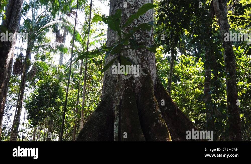 4k daytime video revealing a huge tree from the Amazon jungle of Peru ...