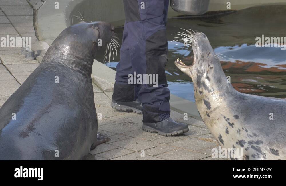 Grey Seal Eating Fish in Water Park Stock Video Footage - Alamy
