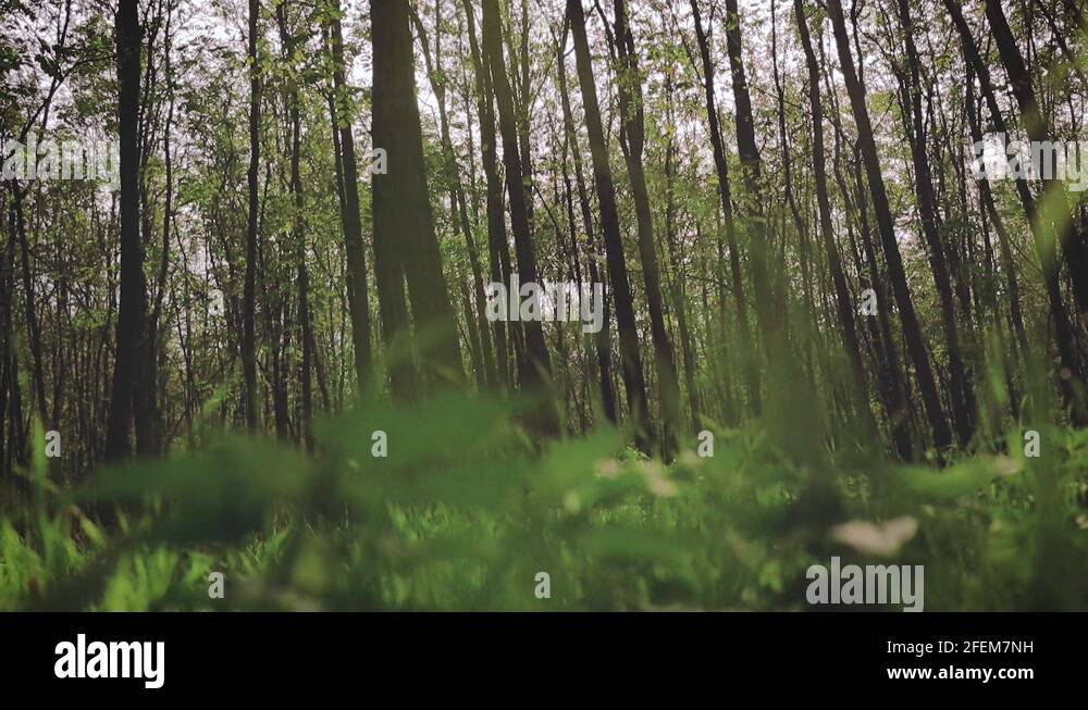 Forest floor grass Stock Videos & Footage - HD and 4K Video Clips - Alamy