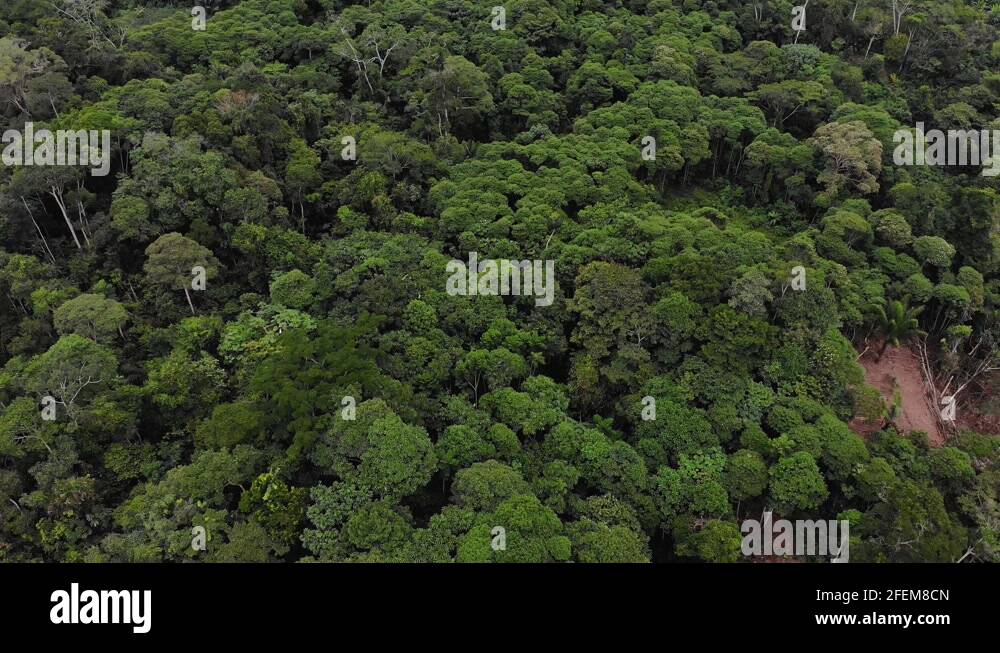 Beautiful drone aerial view of tree tops of amazon rainforest in summer ...