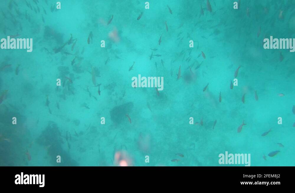 Big and small fish Stock Videos & Footage - HD and 4K Video Clips - Alamy