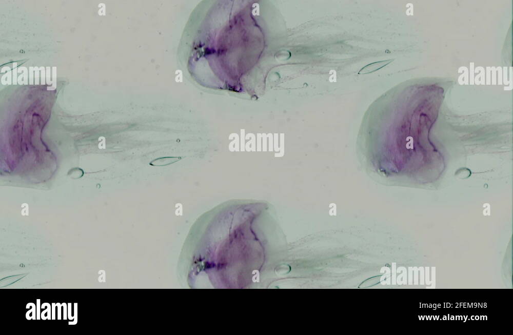 Vertical Calming Seamless loop, Pink Purple Jellyfish Spinning up in ...
