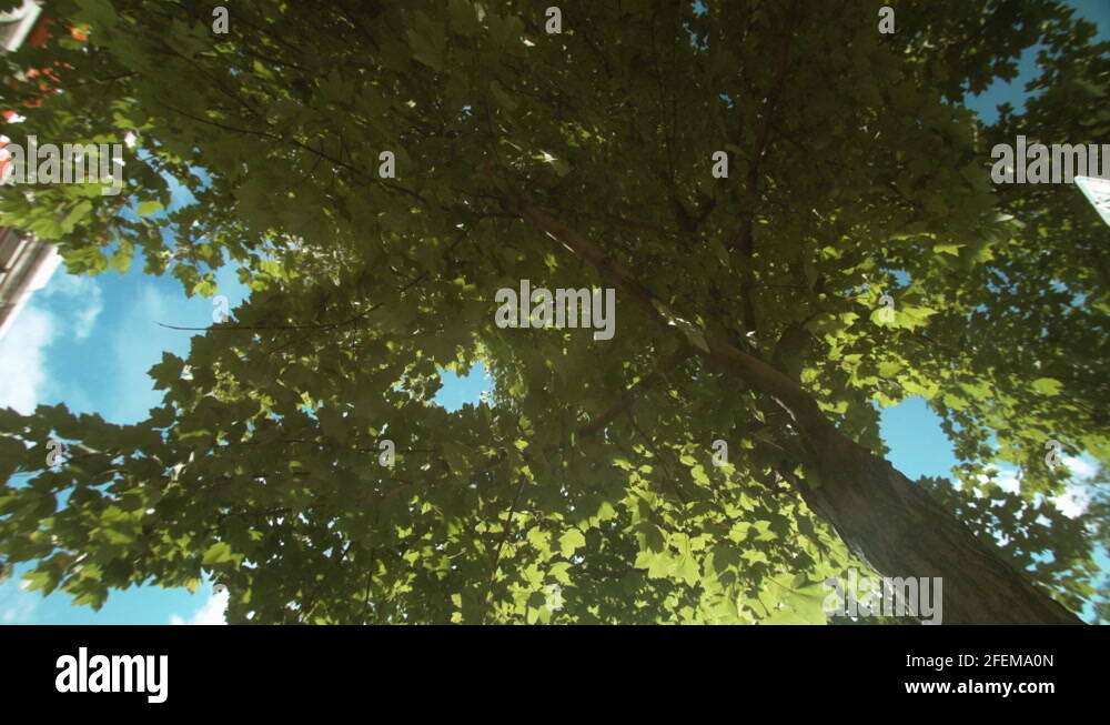 Maple tree canopy Stock Videos & Footage - HD and 4K Video Clips - Alamy