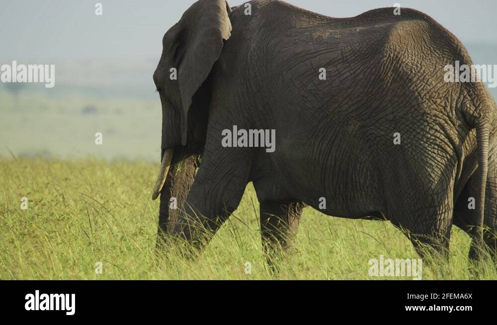 African elephant masai mara Stock Videos & Footage - HD and 4K Video ...