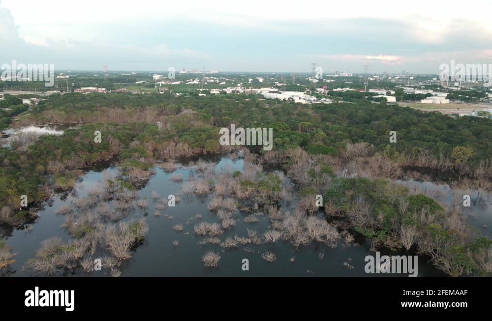 Flooded jungle Stock Videos & Footage - HD and 4K Video Clips - Alamy