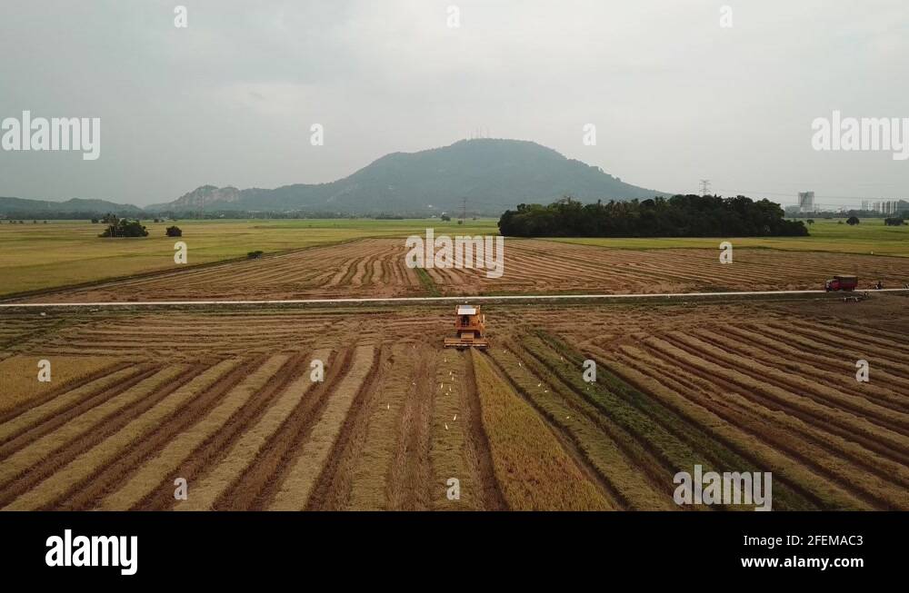 Fly toward front view of harvester in rice field Stock Video Footage ...
