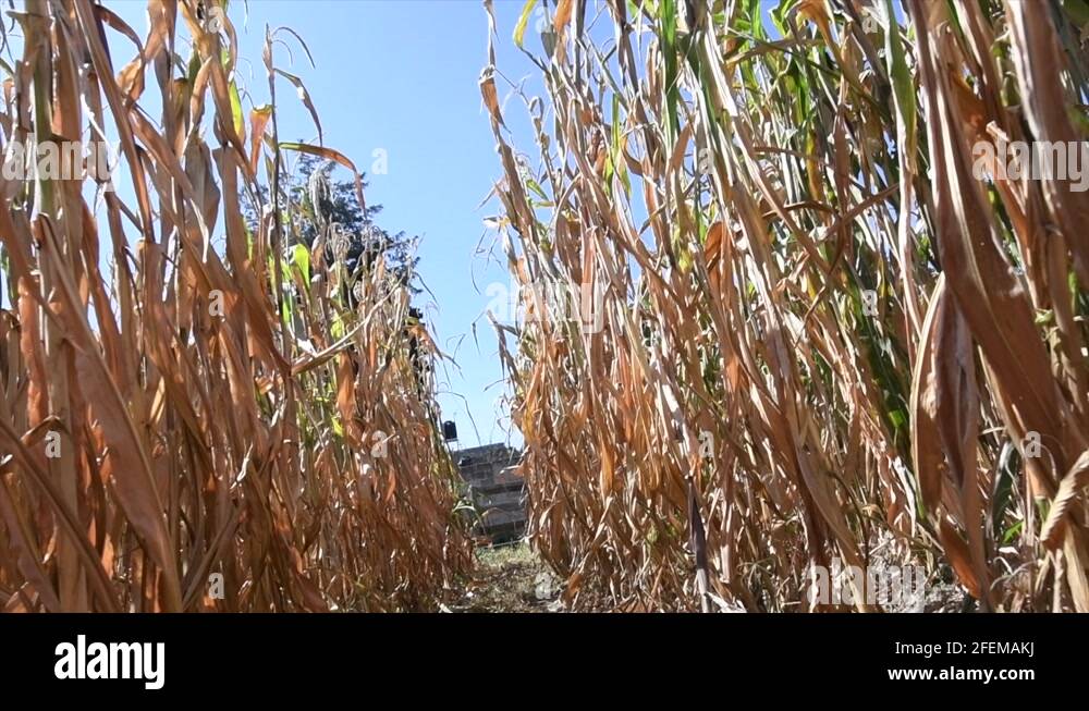 Maize crop mexico Stock Videos & Footage - HD and 4K Video Clips - Alamy