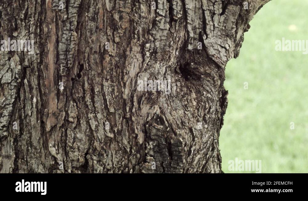 Bark with hole Stock Videos & Footage - HD and 4K Video Clips - Alamy
