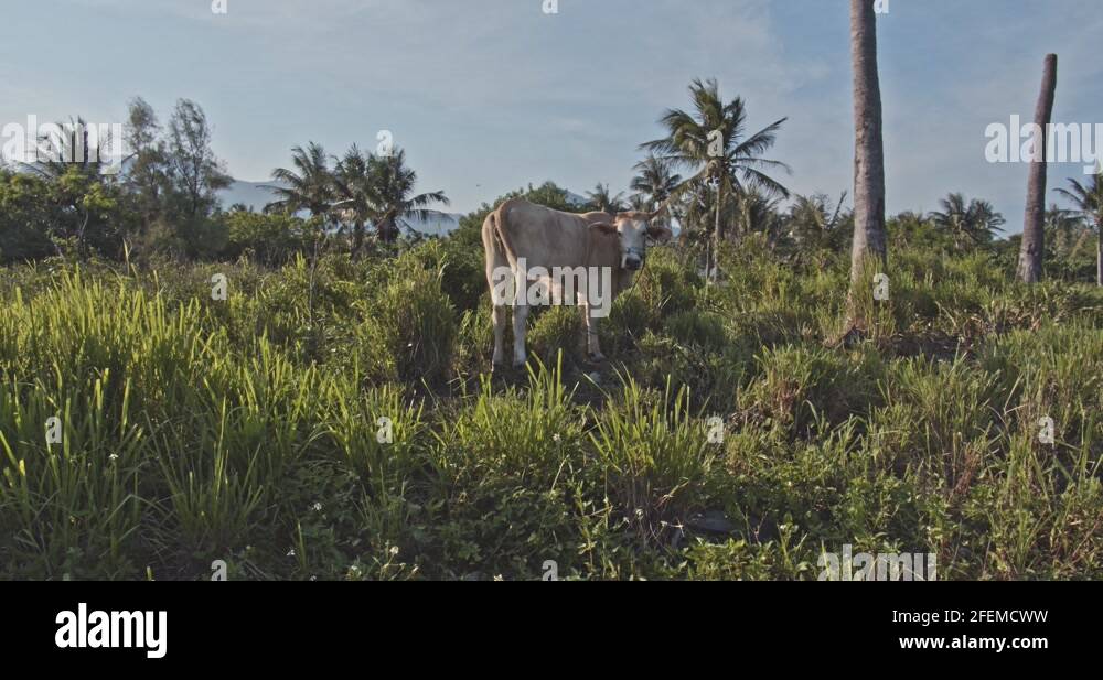 Cattle taiwan Stock Videos & Footage - HD and 4K Video Clips - Alamy