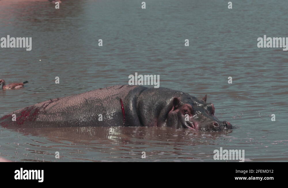 Hippopotamus amphibius blood Stock Videos & Footage - HD and 4K Video ...