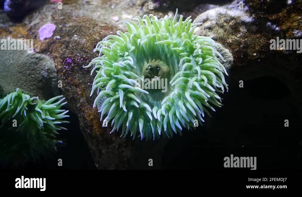 Deep abyss Stock Videos & Footage - HD and 4K Video Clips - Alamy
