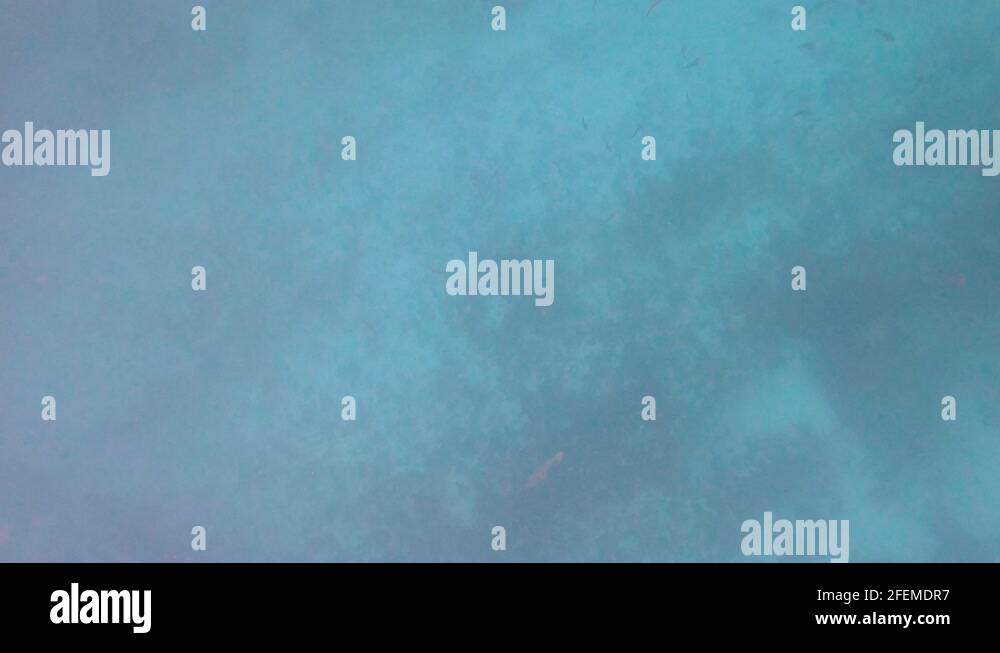 Deep ocean bottom Stock Videos & Footage - HD and 4K Video Clips - Alamy