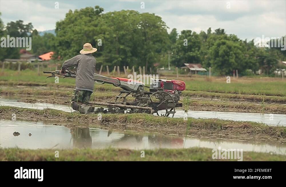 Farmer Using The Plowing Machine On Rice Field to Prepare Land Before ...