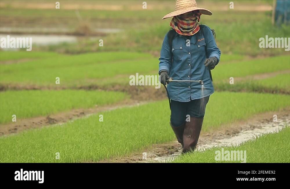 Farmer Spraying Liquid Fertilizer On The Rice Field Stock Video Footage ...