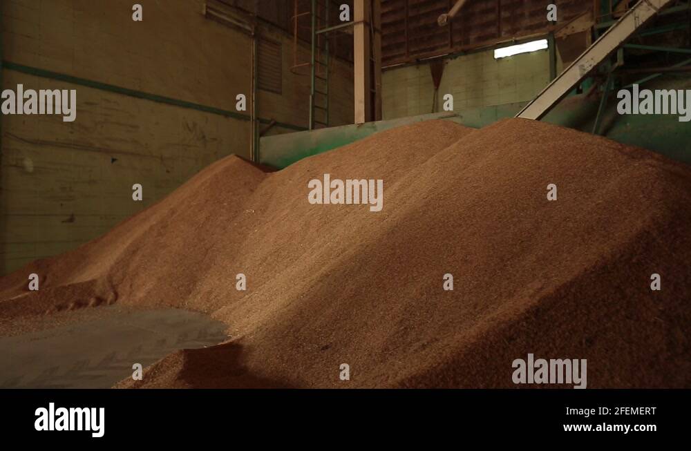 Close Up Footage of Rice Paddy Crops Ready For Milling Process Stock ...