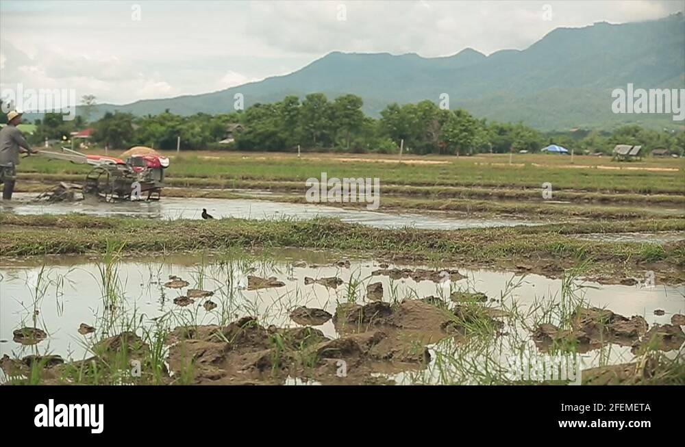 Farmer Using The Plowing Machine On Rice Field to Prepare Land Before ...